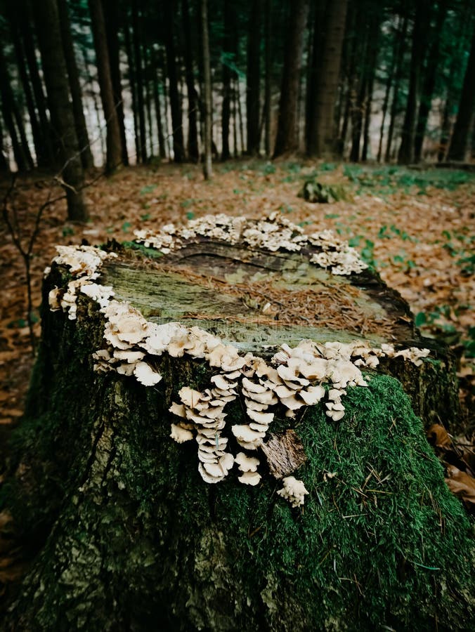 157 Hub Leaf Stock Photos - Free & Royalty-Free Stock Photos from ...