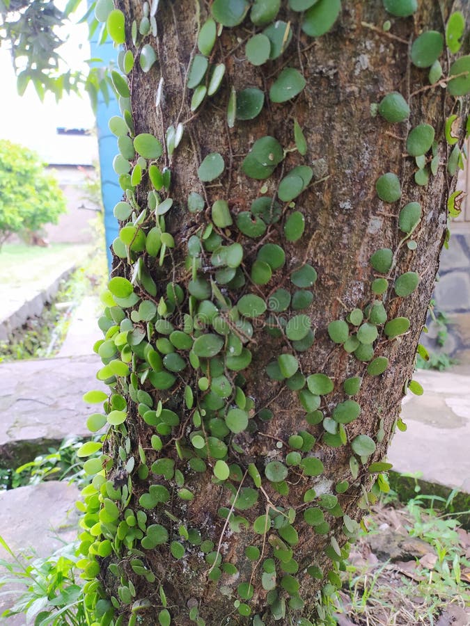 Tree Trunk Overgrown with Leaves Stock Photo - Image of trunk ...