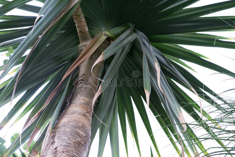 Tree Trunk and Leaves of Pandanus Utilis Pandanaceae, Madagascar Tree ...