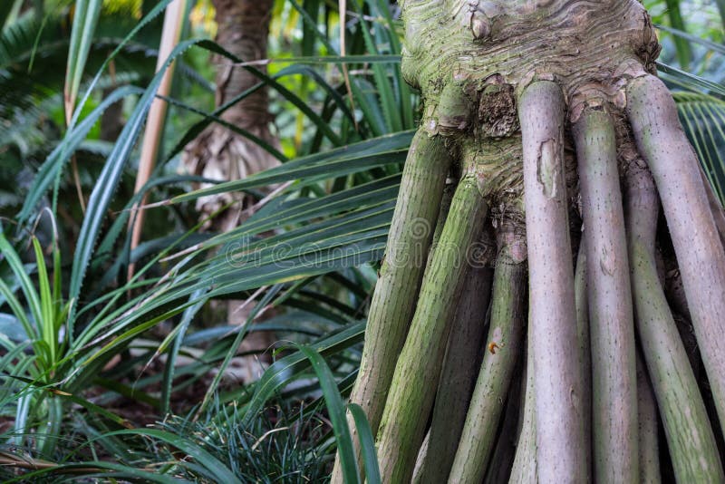 Tree Trunk and Leaves of Pandanus Utilis Pandanaceae, Madagascar Tree ...