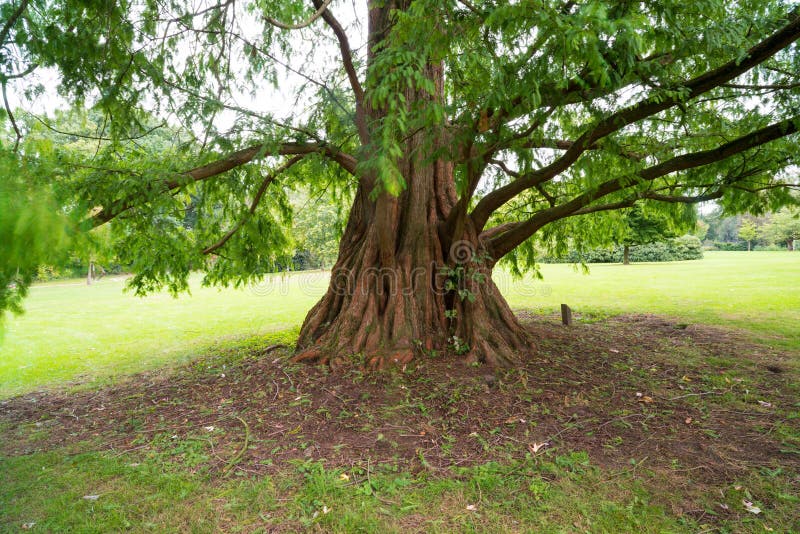 Tree trunk in a park stock image. Image of sequoia, biggest - 126954711