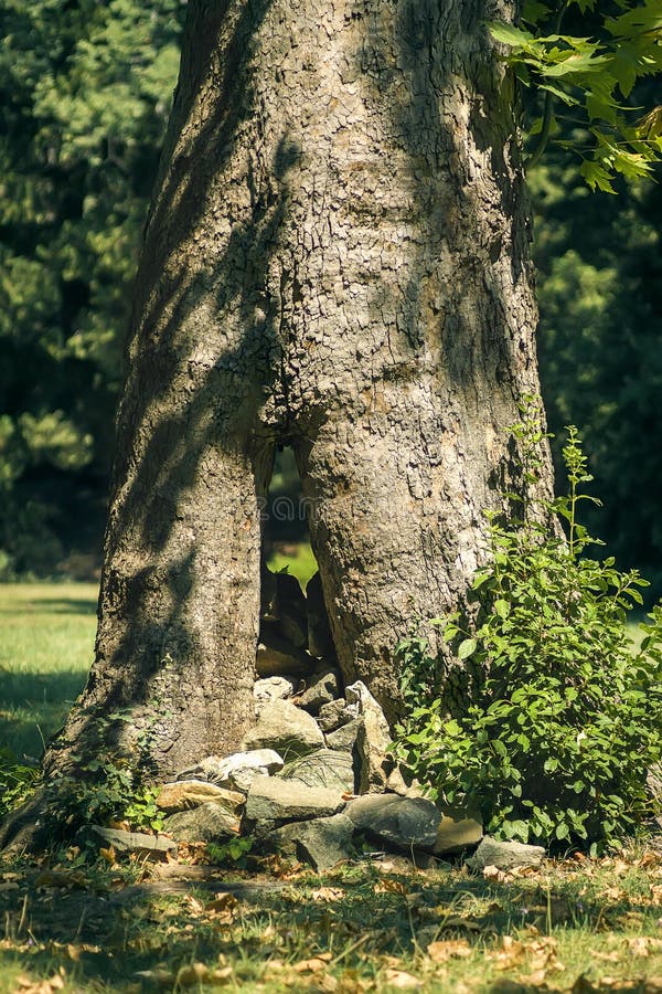 Tree Trunk in the Park with Stones at the Foot Stock Image - Image of ...