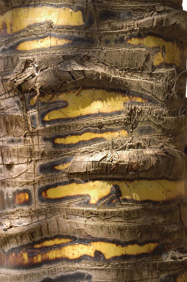Tree trunk with patches stock image. Image of texture - 46691307