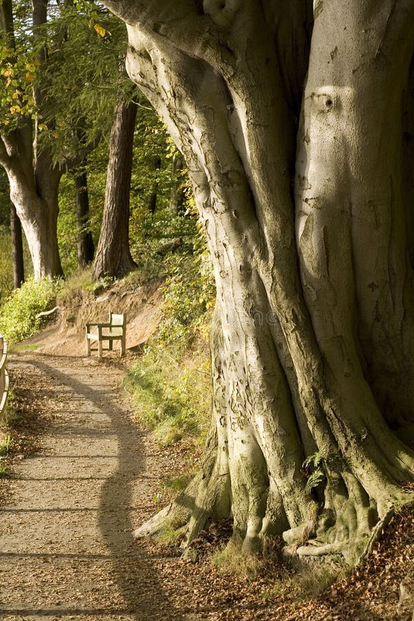 Tree Trunk and Path with Seat Stock Photo - Image of tree, footpath ...