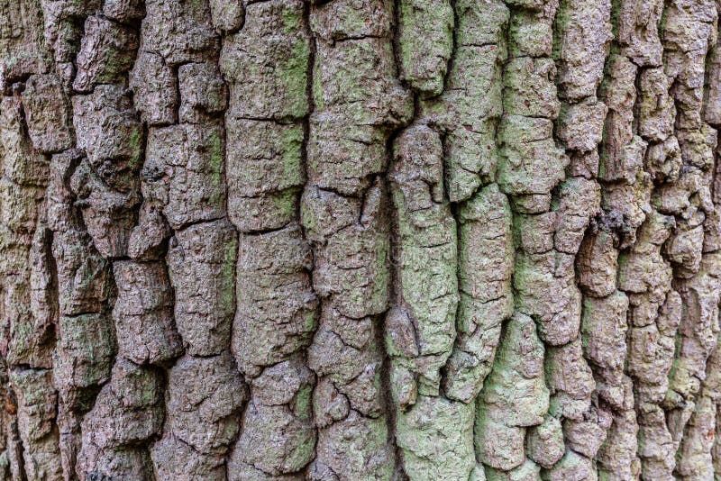 Tree trunk pattern stock photo. Image of wooden, rough - 104961964