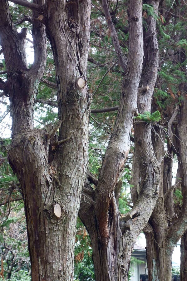 Tree Trunk Pattern in the Park Stock Image - Image of nature, outdoors ...