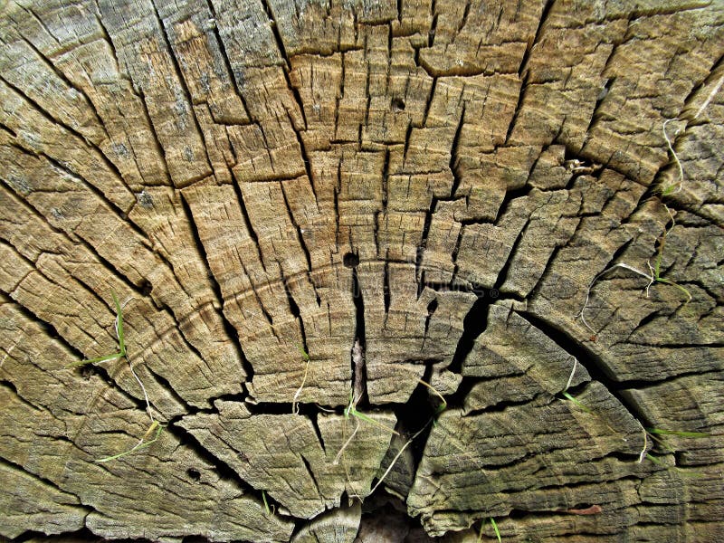 Tree Trunk Pattern and Texture Stock Photo - Image of plant, bark ...