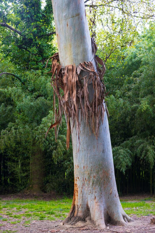 Tree Trunk with Peeling Bark Stock Photo - Image of skin, tree: 290150546