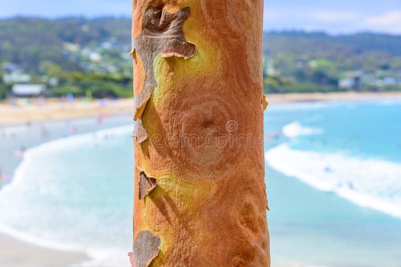Coastal Tree in Lorne, Australia Stock Photo - Image of region ...