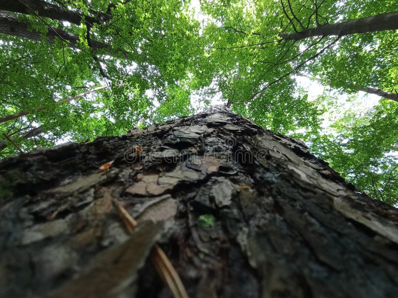 Tree Trunk Photo from the Bottom Angle. Pine Trunk and Bark Stock Image ...