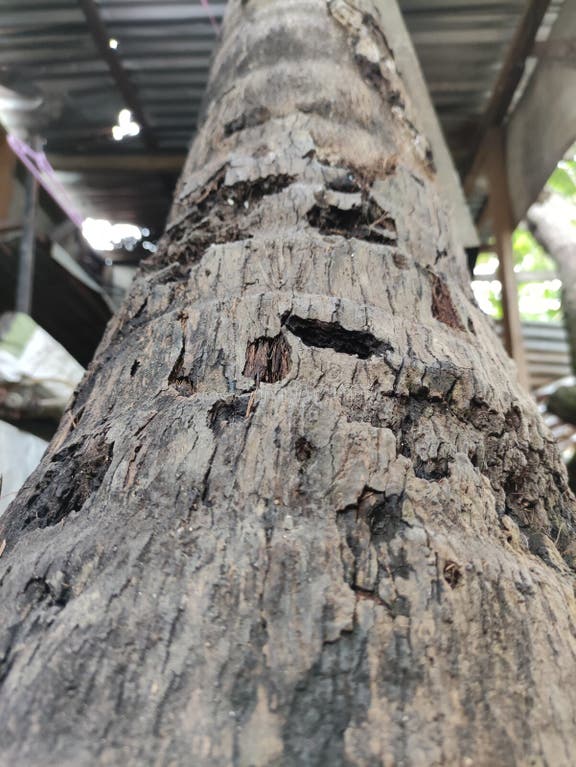 Tree trunk picture stock image. Image of tree, wood - 221353765