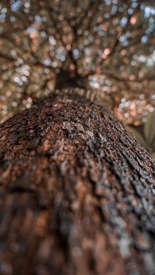 Tree trunk stock photo. Image of food, plant, wildlife - 260325208