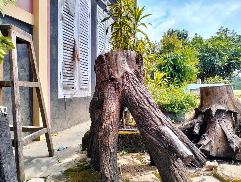 Tree Trunk Pieces from the Forest, To Be Used As Dining Table Legs ...