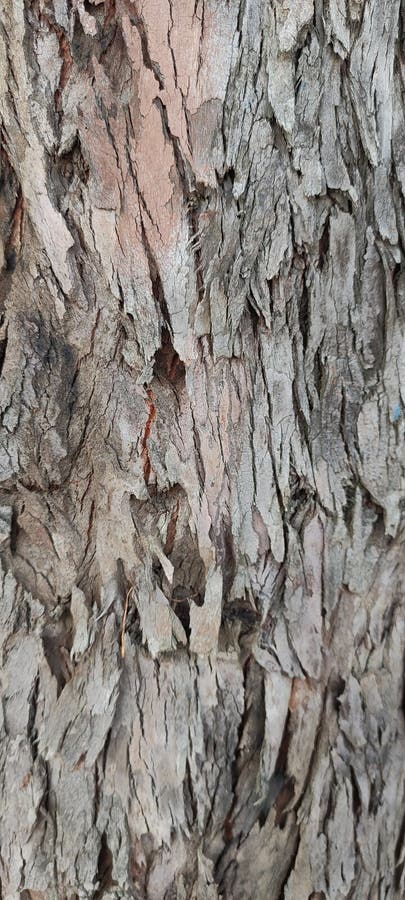 Tree Trunk Pine Old at the Forest Stock Image - Image of pine, trunk ...