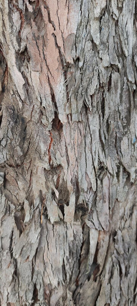 Tree Trunk Pine Old at the Forest Stock Image - Image of pine, trunk ...