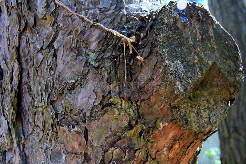 Tree, Trunk, Plant, Leaf stock image. Image of bedrock - 136081819