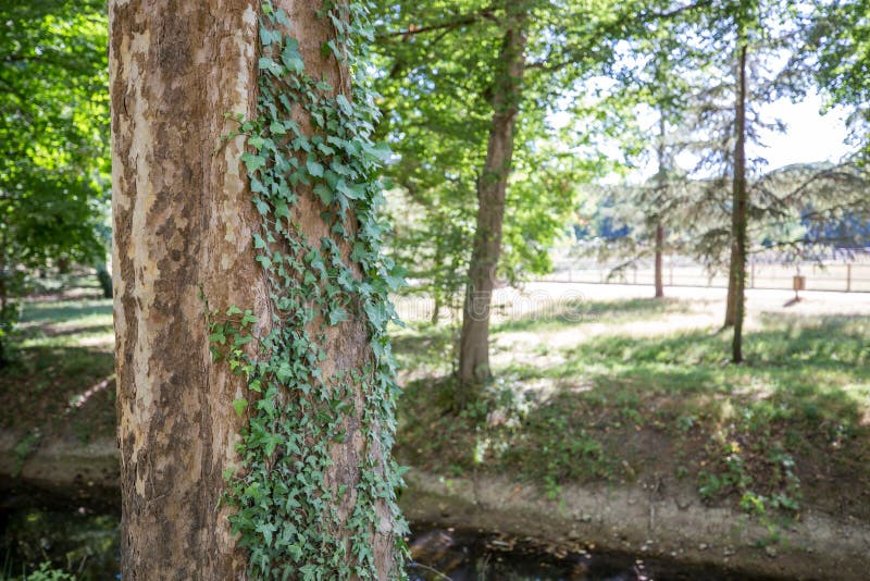 Tree Trunk and Plants on it Stock Photo - Image of plant, environment ...