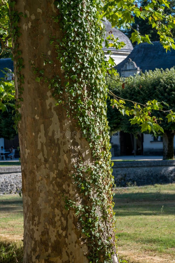 Tree Trunk and Plants on it Stock Image - Image of climber, moisture ...
