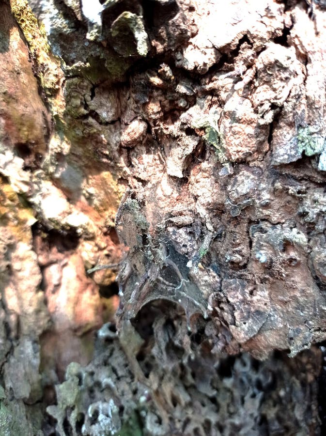 The Tree Trunk is Porous and Used As a Nest for Ants Stock Photo ...