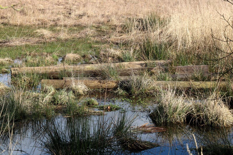Tree Trunk Posts Lying in a Water Logged Field Stock Photo - Image of ...