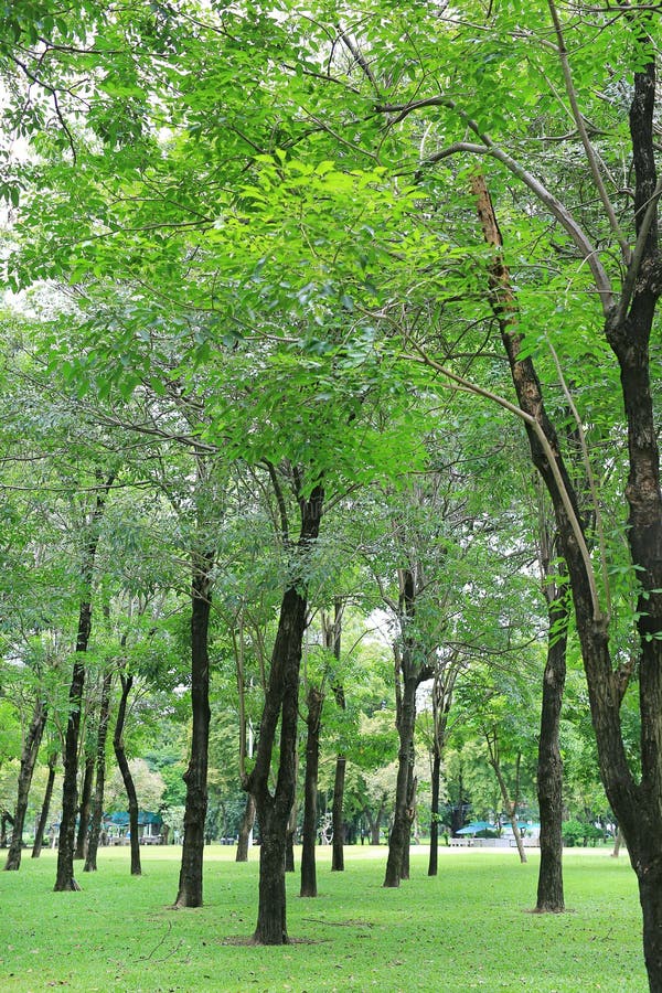 Tree Trunk in Public Park Garden Stock Image - Image of autumn, green ...