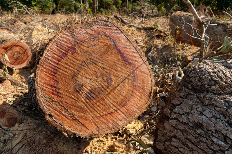 Tree Trunk Ready for Further Processing, Stock Photo - Image of illegal ...