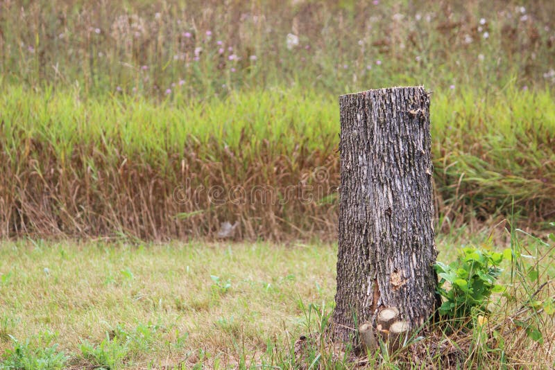 Tree Trunk stock photo. Image of bark, leaving, green - 43820648