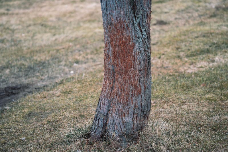 Tree Trunk with Red Marks in the Park Stock Image - Image of tree ...