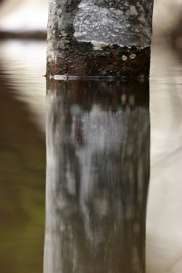 Tree trunk reflection 1 stock image. Image of trunk, drown - 121735