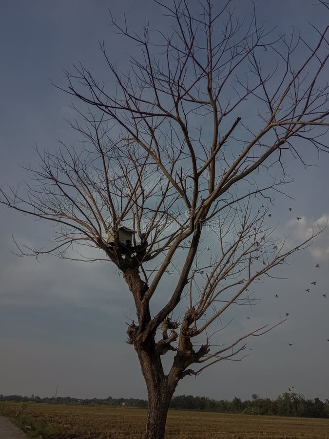 Tree trunk in rice field stock photo. Image of leaf - 228962146