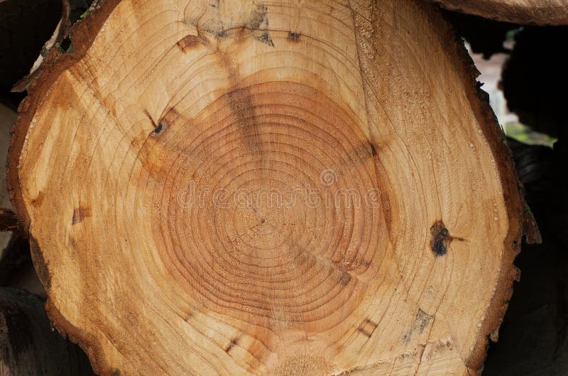 Tree trunk with rings stock image. Image of rings, growth - 66993317