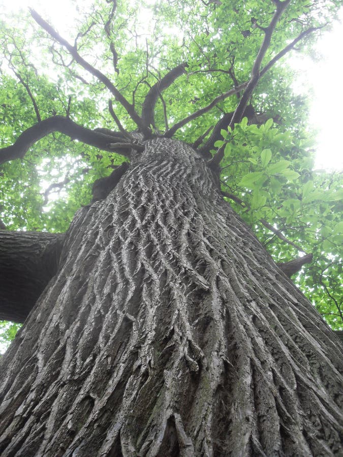 Tree trunk rising stock photo. Image of tree, trunk, leaves - 71136944