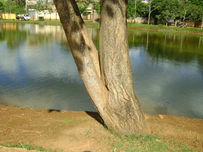 Tree Trunk, beside the River, with Shadows of the Trees in the Waters ...