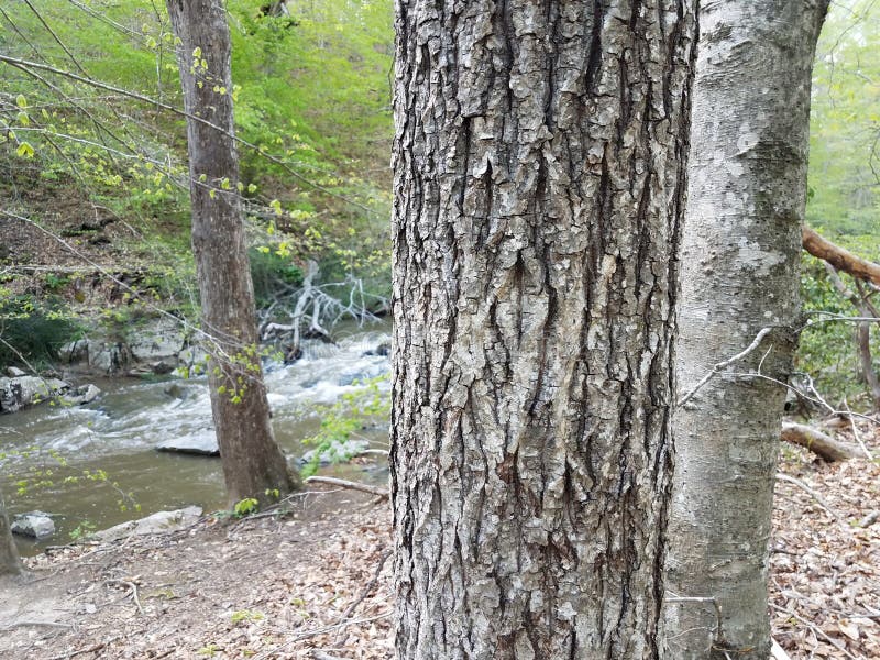 Tree Trunk with River or Stream with Rocks and Trees in Forest Stock ...