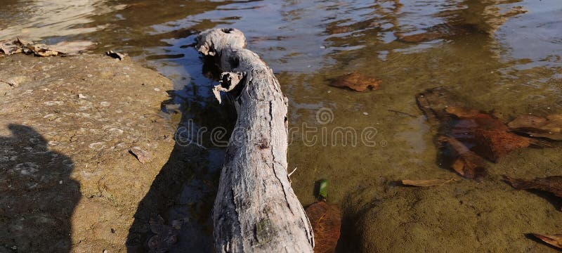 Tree Trunk in River Water stock photo. Image of fall - 242846072