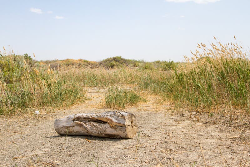 Tree trunk on the road stock photo. Image of highway - 56635188