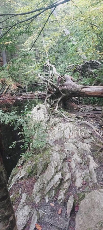 Tree Trunk Rock Water Woods Stock Image - Image of water, rock: 230516169