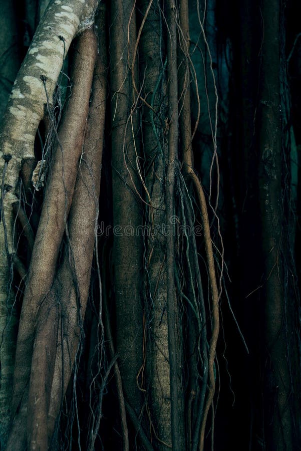 Tree Trunk and Root Background. Stock Photo - Image of flora, plant ...