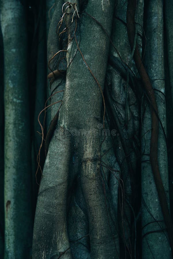 Tree Trunk and Root Background. Stock Image - Image of nature, close ...