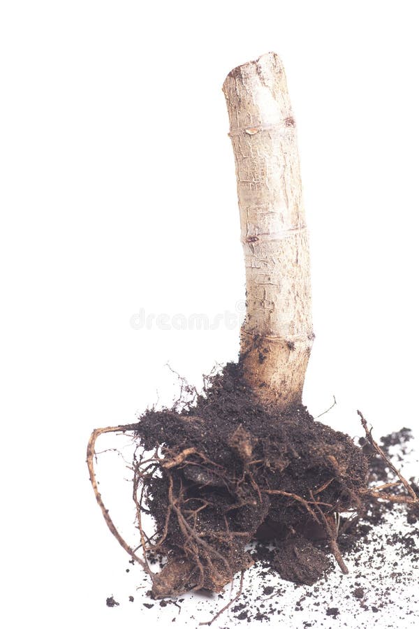 Tree Trunk with Root Isolated on White Background Stock Image - Image ...