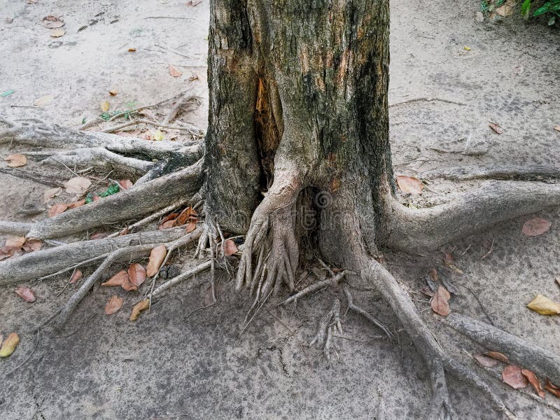 Tree Trunk and Root stock image. Image of environment - 101000567