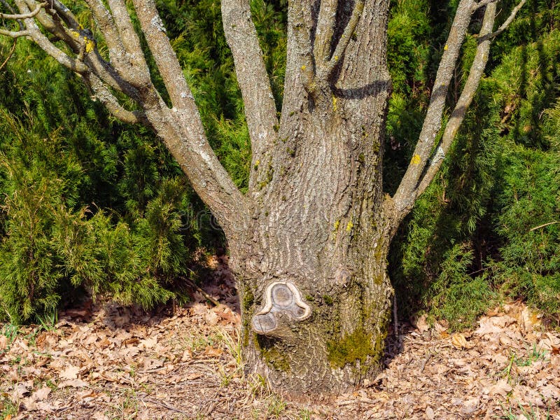 A Tree Trunk at the Root among Thuja Bushes and Fallen Leaves Stock ...