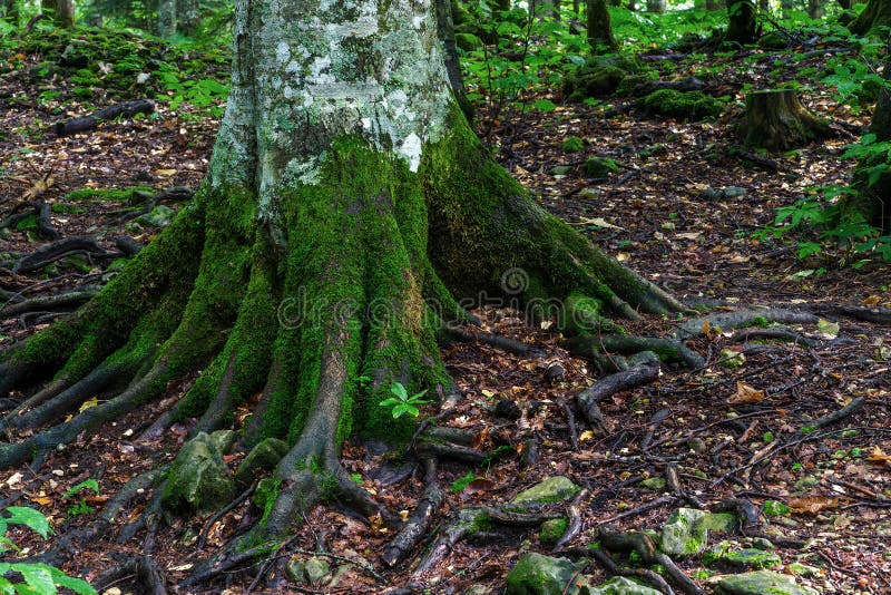 Forest trunk roots stock image. Image of ground, firs - 99103991