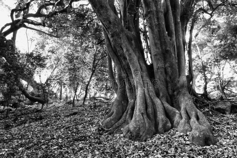 Tree Trunk and Roots in Forest with Leaves Stock Photo - Image of aged ...