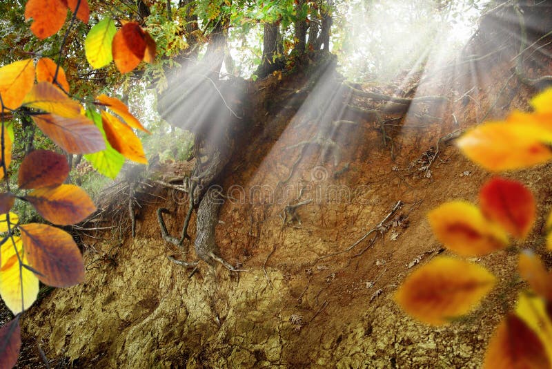 Tree roots an light beams stock photo. Image of growth - 119882658