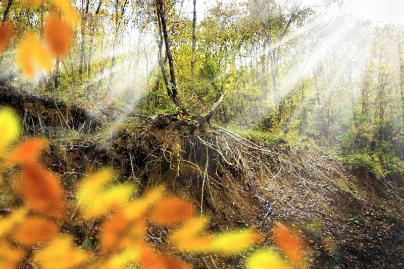 Tree roots an light beams stock photo. Image of branch - 119887834