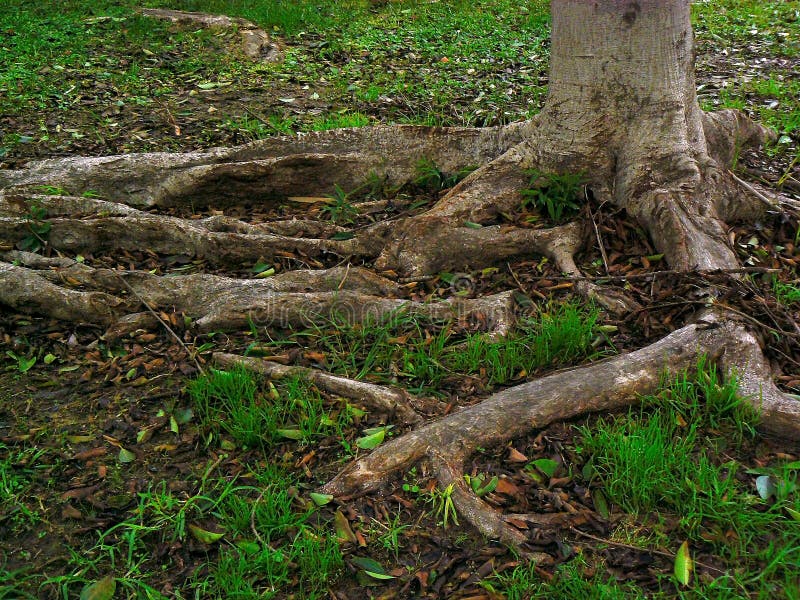 Tree Trunk with Roots in the Garden Stock Image - Image of languish ...
