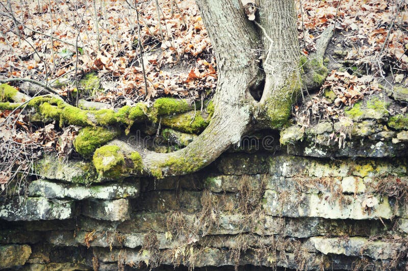 Tree Trunk Roots and Rocks stock image. Image of leaves - 88468093