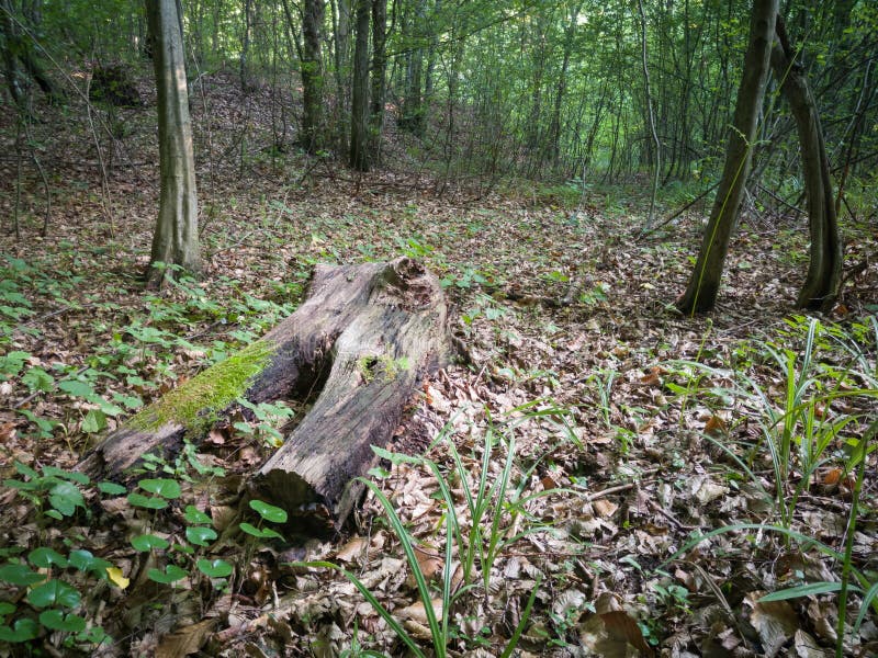 Tree Trunk Rotting on the Forest Floor Covered with Moss, Dead Tree Log ...