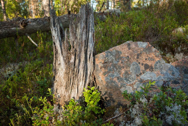 Rotting Log on the Forest Floor on the Baldy Mountain Hiking Trail in ...